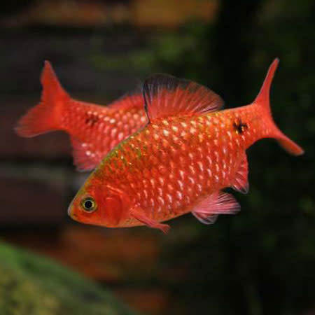 Barb – SomethingFishyLLC