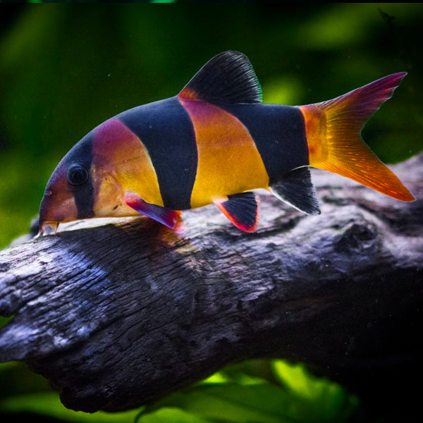 Botia/Loach – SomethingFishyLLC