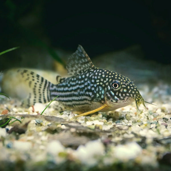 Corydoras – SomethingFishyLLC