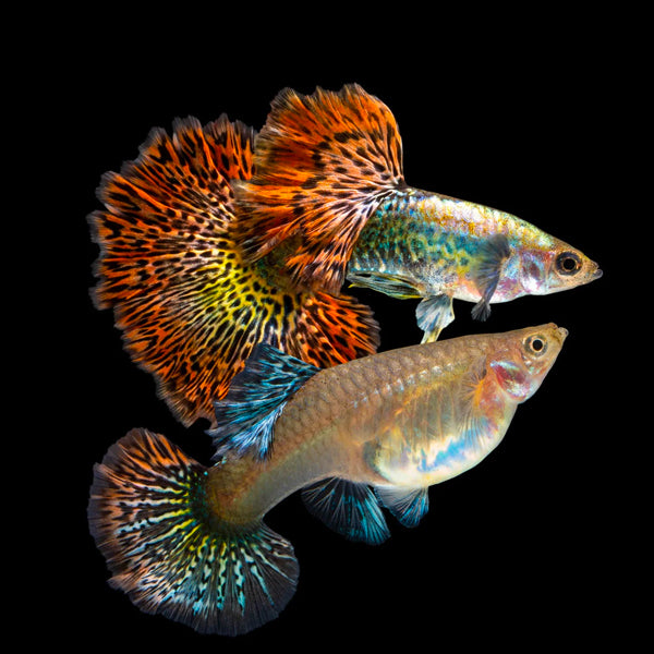 Guppy – SomethingFishyLLC