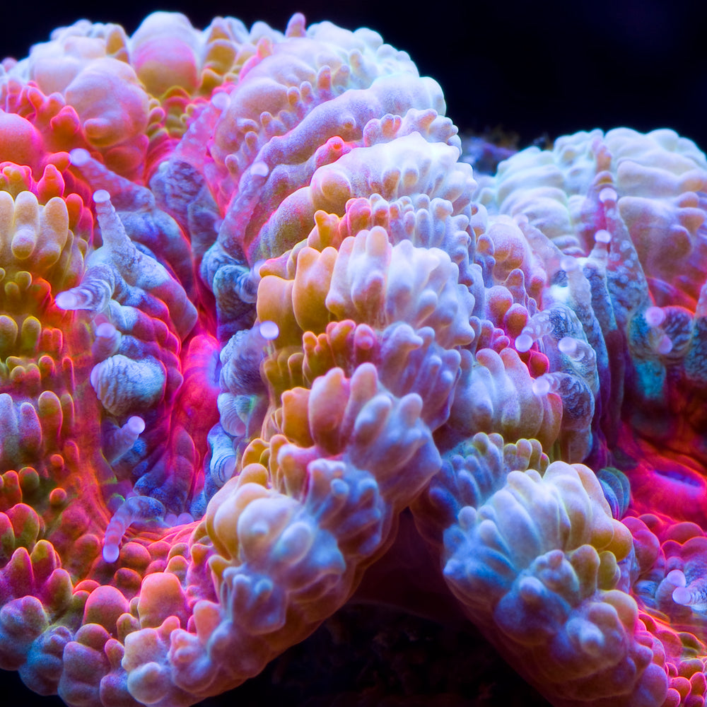 Coral – Page 3 – SomethingFishyLLC