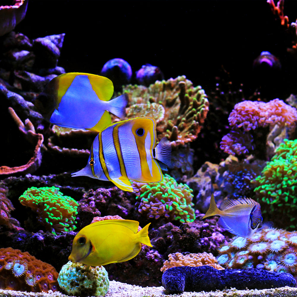 Saltwater Products – SomethingFishyLLC