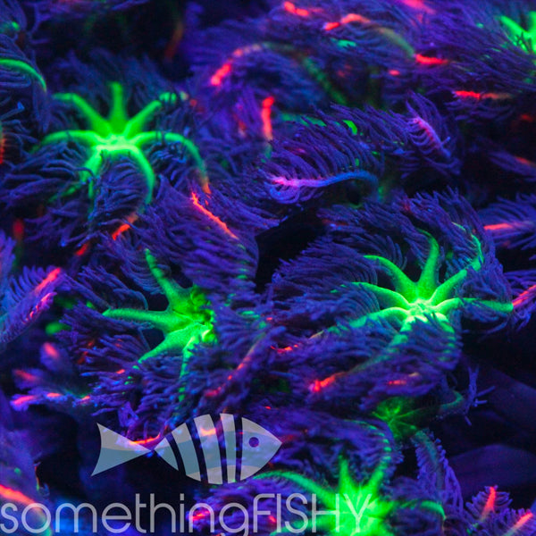 SOFT/ZOAS – SomethingFishyLLC
