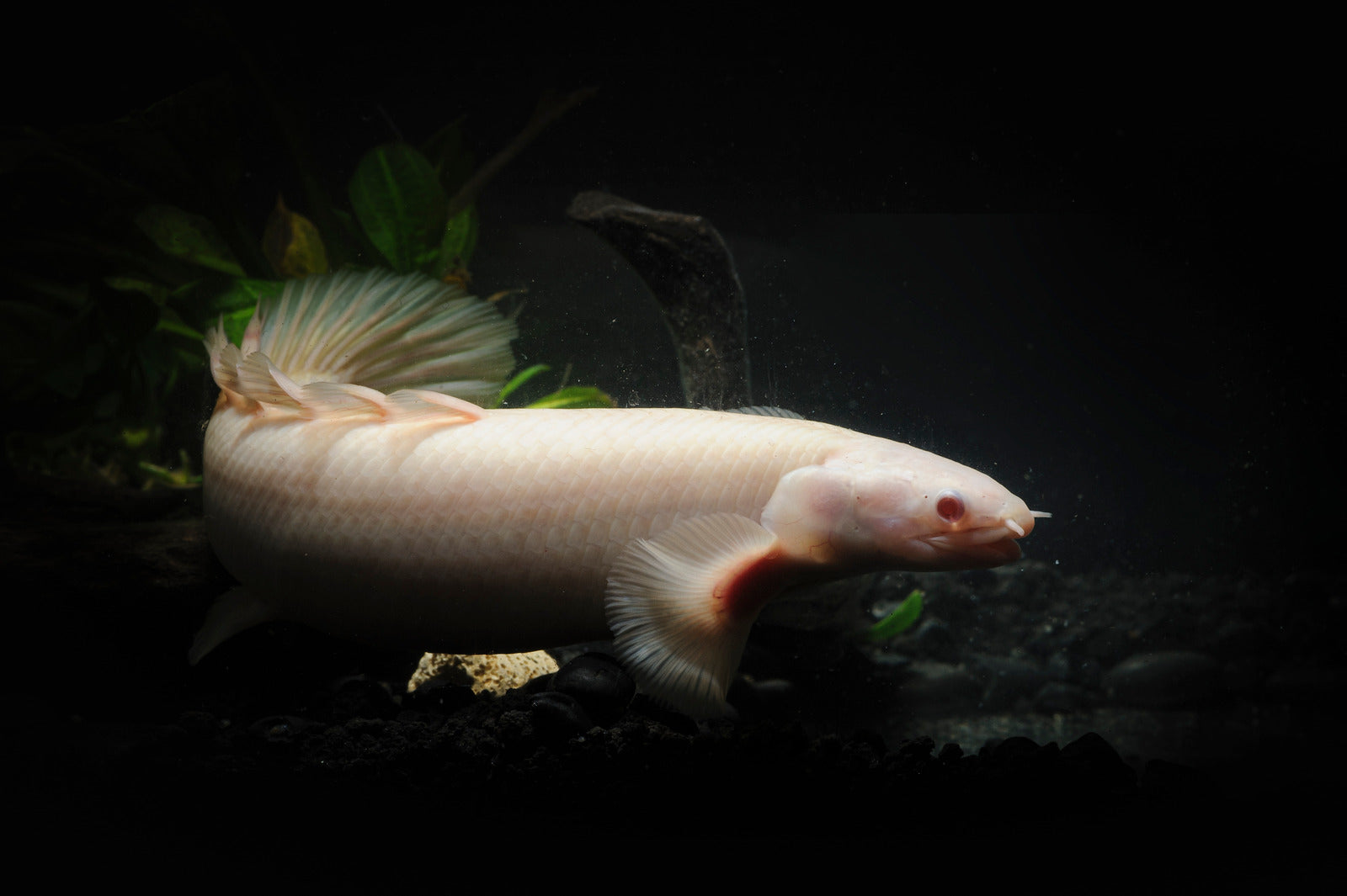 Albino Bichir – SomethingFishyLLC