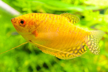 Three Spot Gold Gourami – SomethingFishyLLC