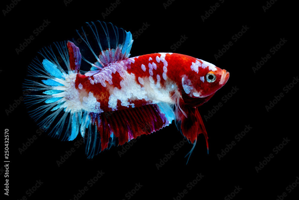Koi Male Betta – SomethingFishyLLC