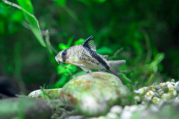 Corydoras Melini – SomethingFishyLLC
