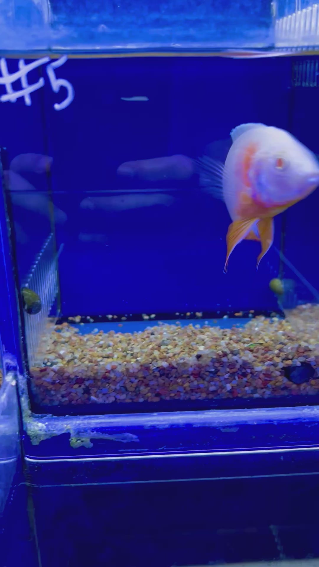 #4 Albino Strawberry Peacock 4" – SomethingFishyLLC