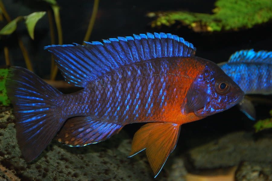 Ngara Flametail Cichlid LG – SomethingFishyLLC