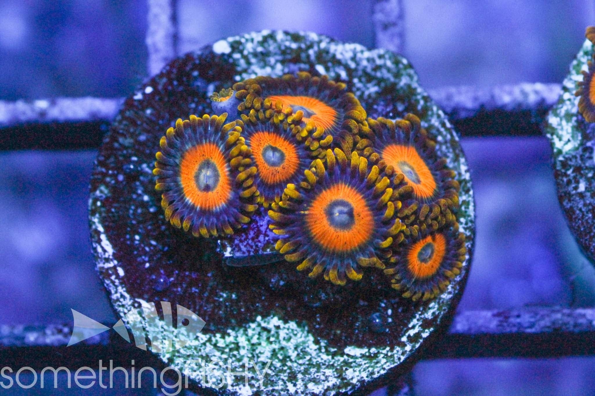 Blue Eyed Blonde Paly/Zoa – SomethingFishyLLC