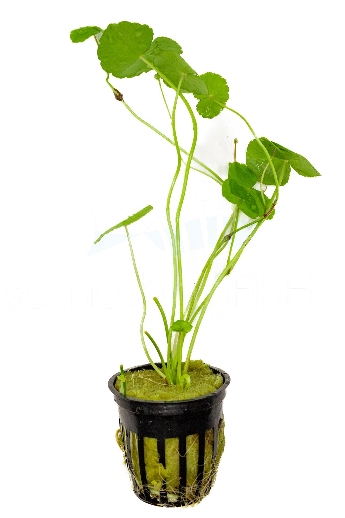 Brazilian Pennywort Plant Pot – SomethingFishyLLC