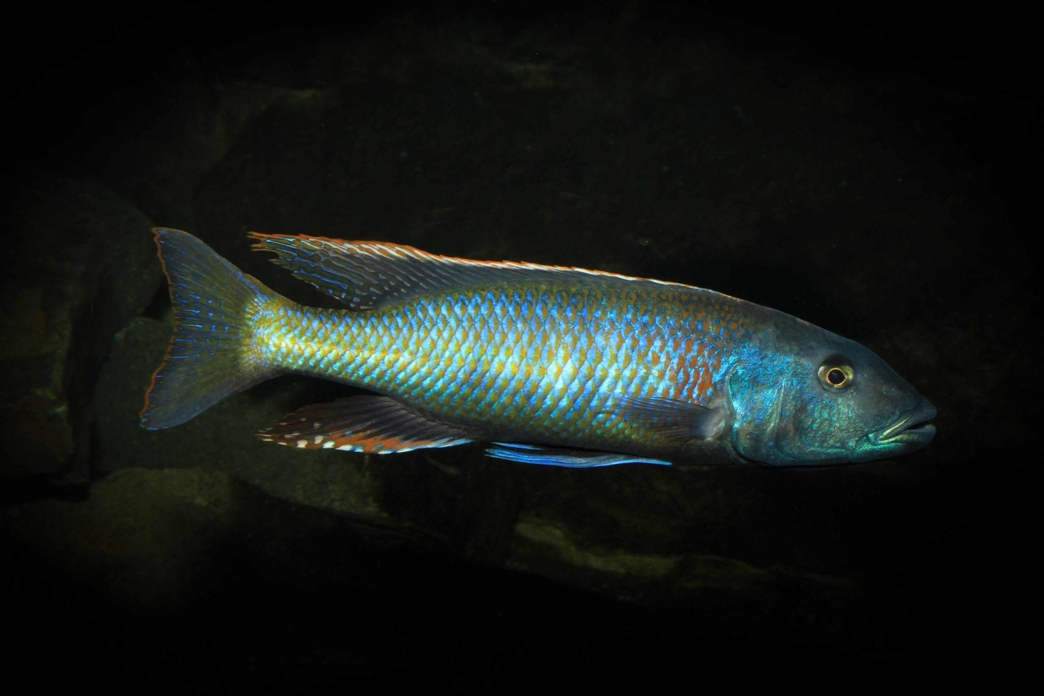 Malawi Trout Cichlid – SomethingFishyLLC