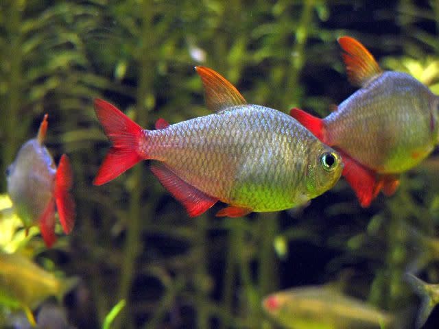 Colombian Tetra – SomethingFishyLLC
