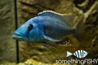 Fuscotaeniatus Cichlid 2" – SomethingFishyLLC