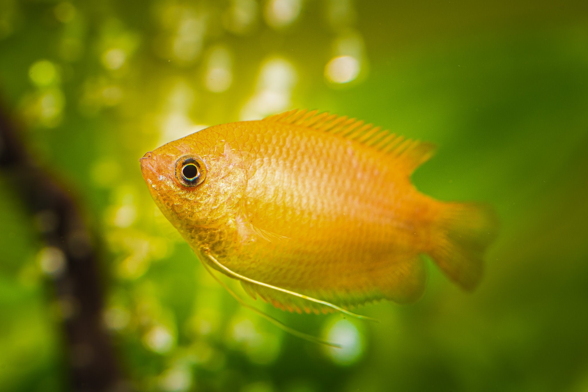 Honey Gourami – SomethingFishyLLC