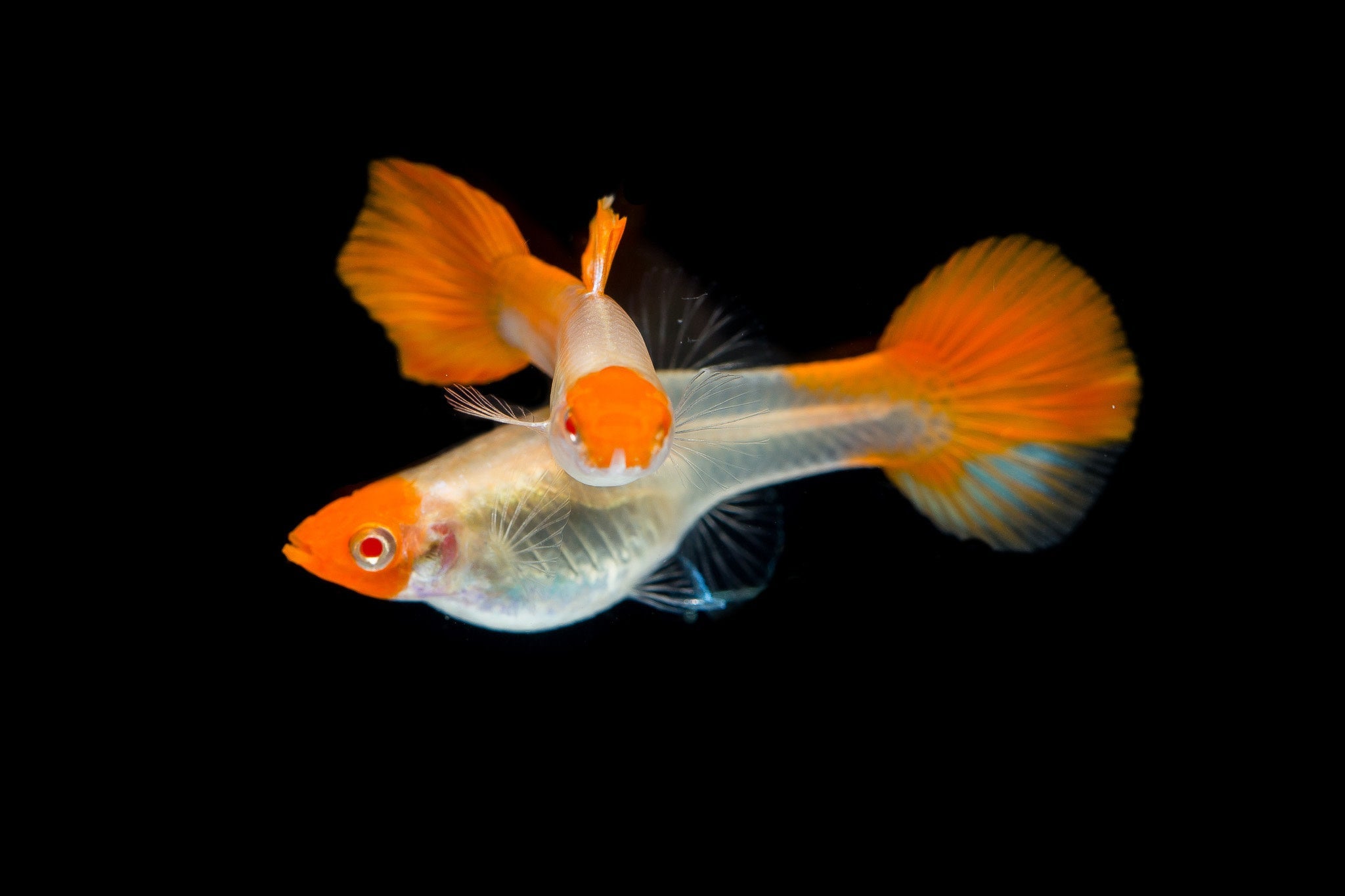 Albino Koi Guppy Pair – SomethingFishyLLC