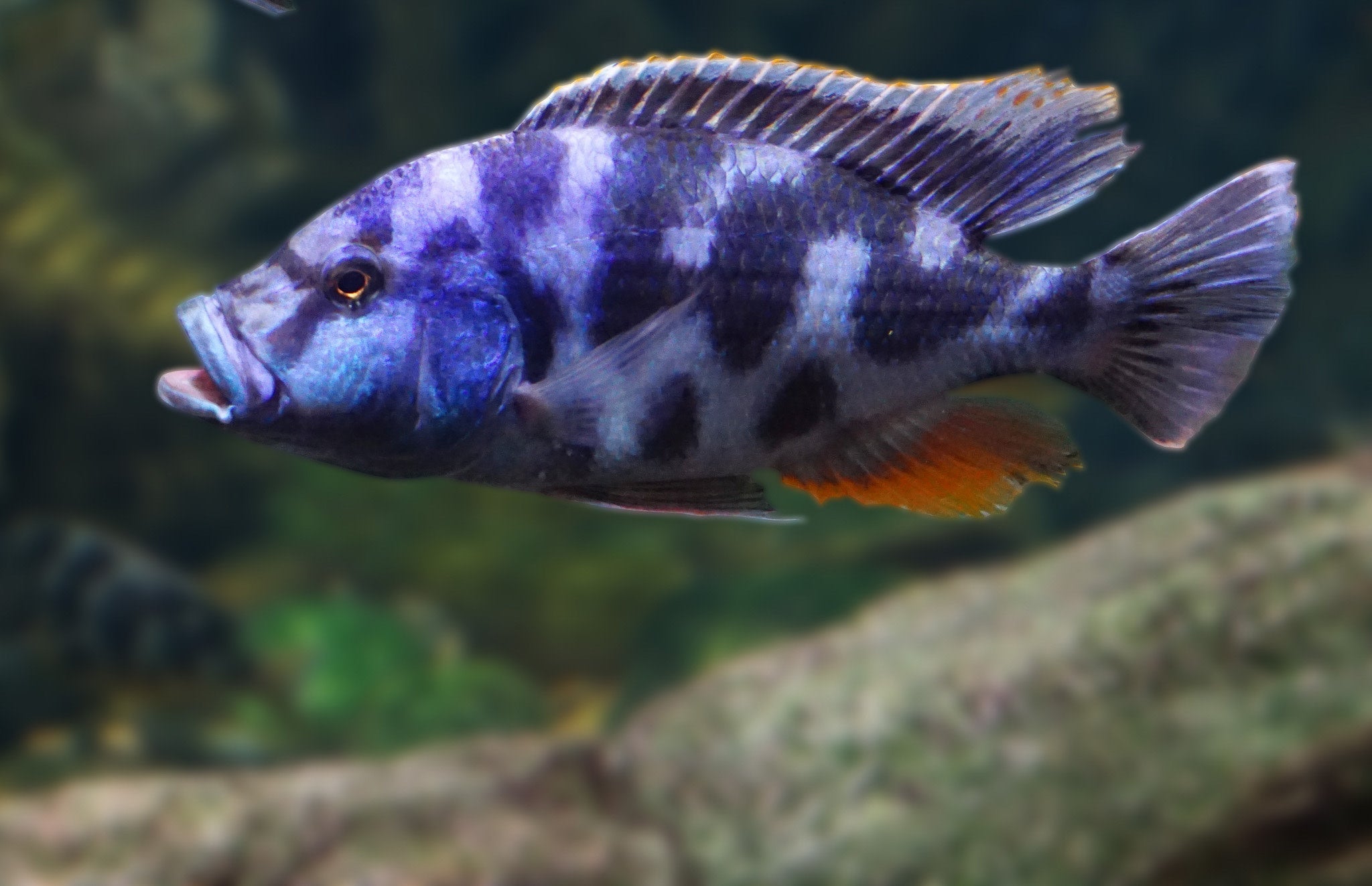 Nimbochromis Livingstoni Cichlid – SomethingFishyLLC