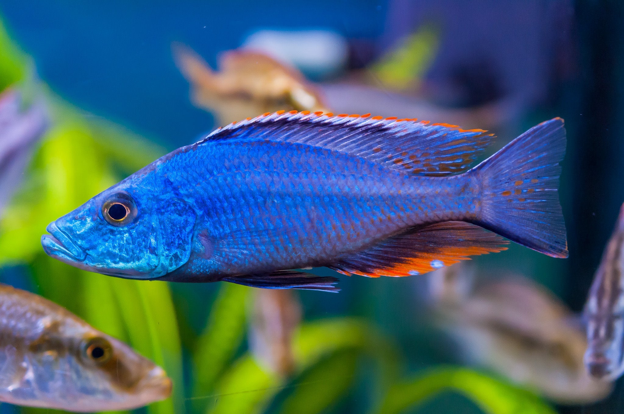 Malawi Compressiceps Cichlid LG – SomethingFishyLLC