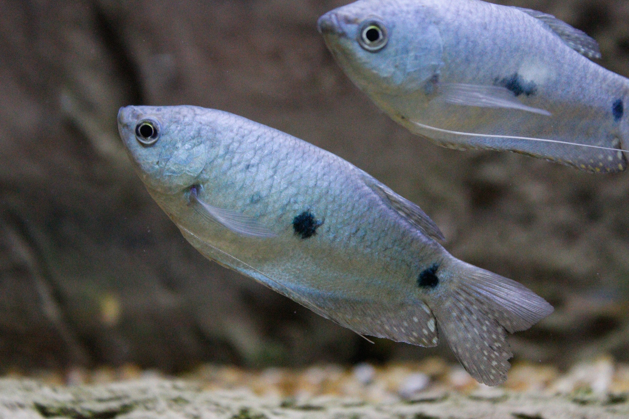 Three Spot Blue Gourami – SomethingFishyLLC