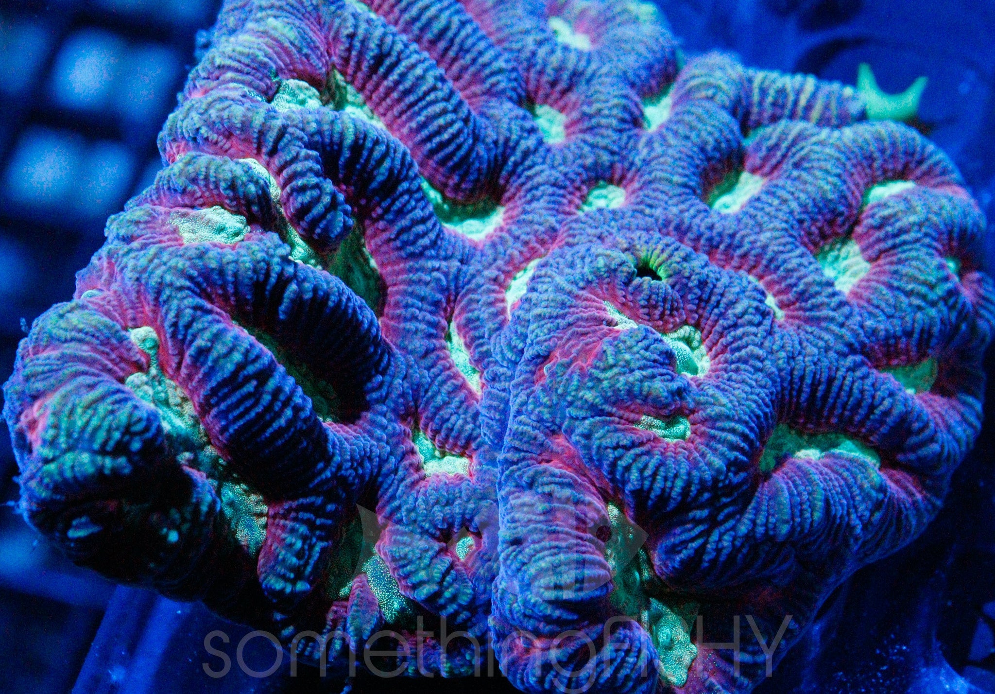 Ultra Goniastrea Maze LPS – SomethingFishyLLC