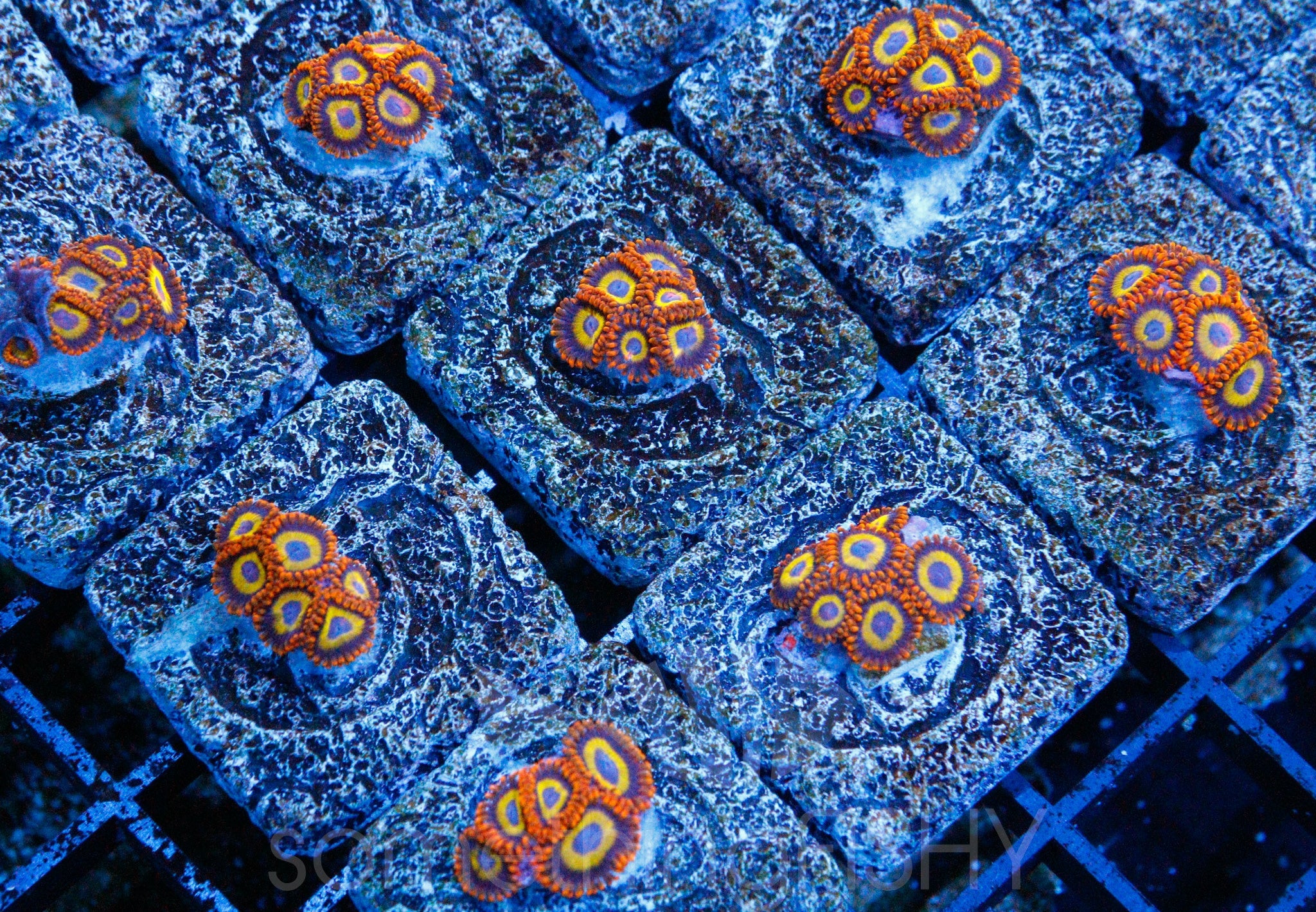 Fruit Loops Paly/Zoa – SomethingFishyLLC