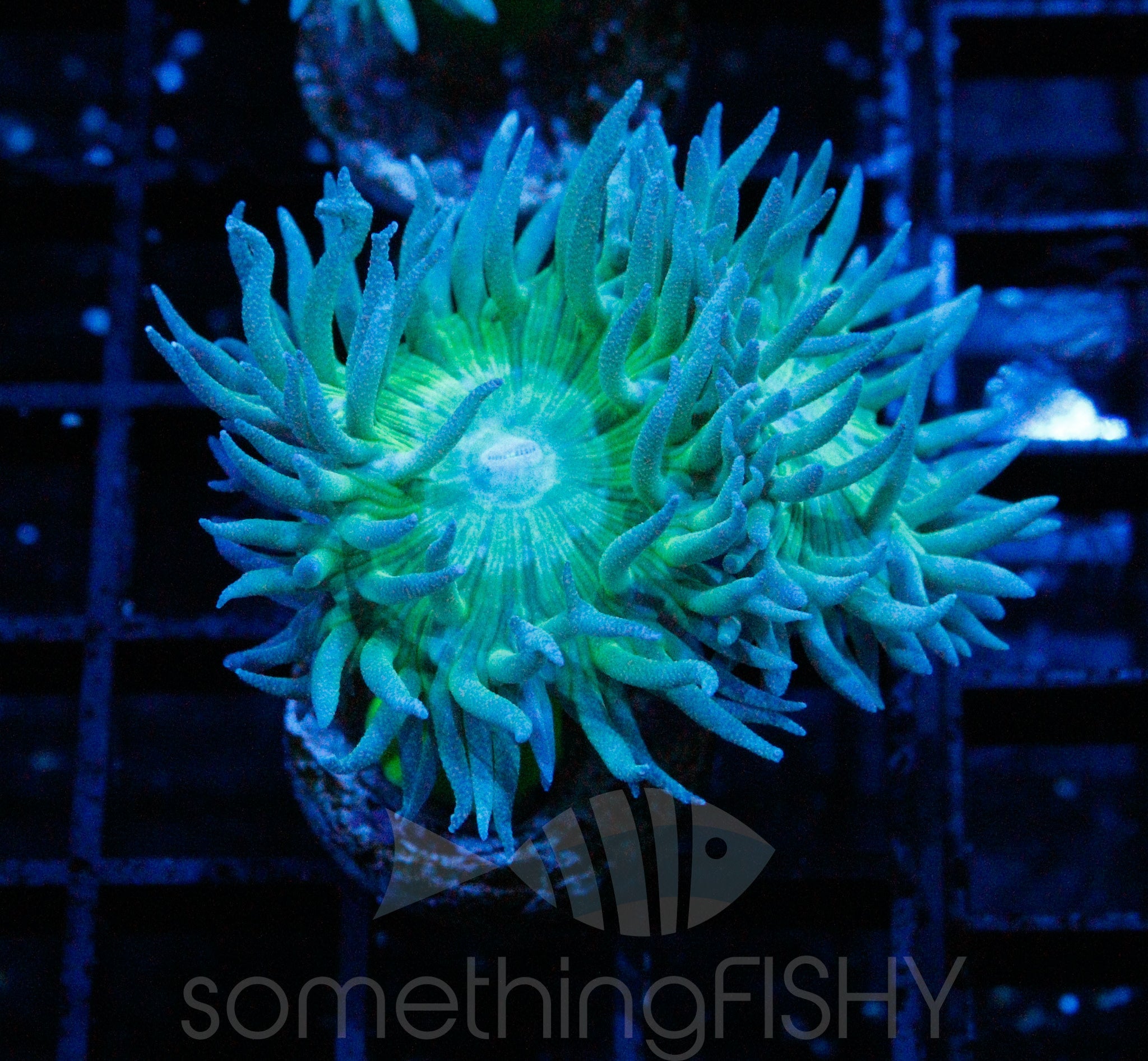 Australian Duncan Coral – SomethingFishyLLC