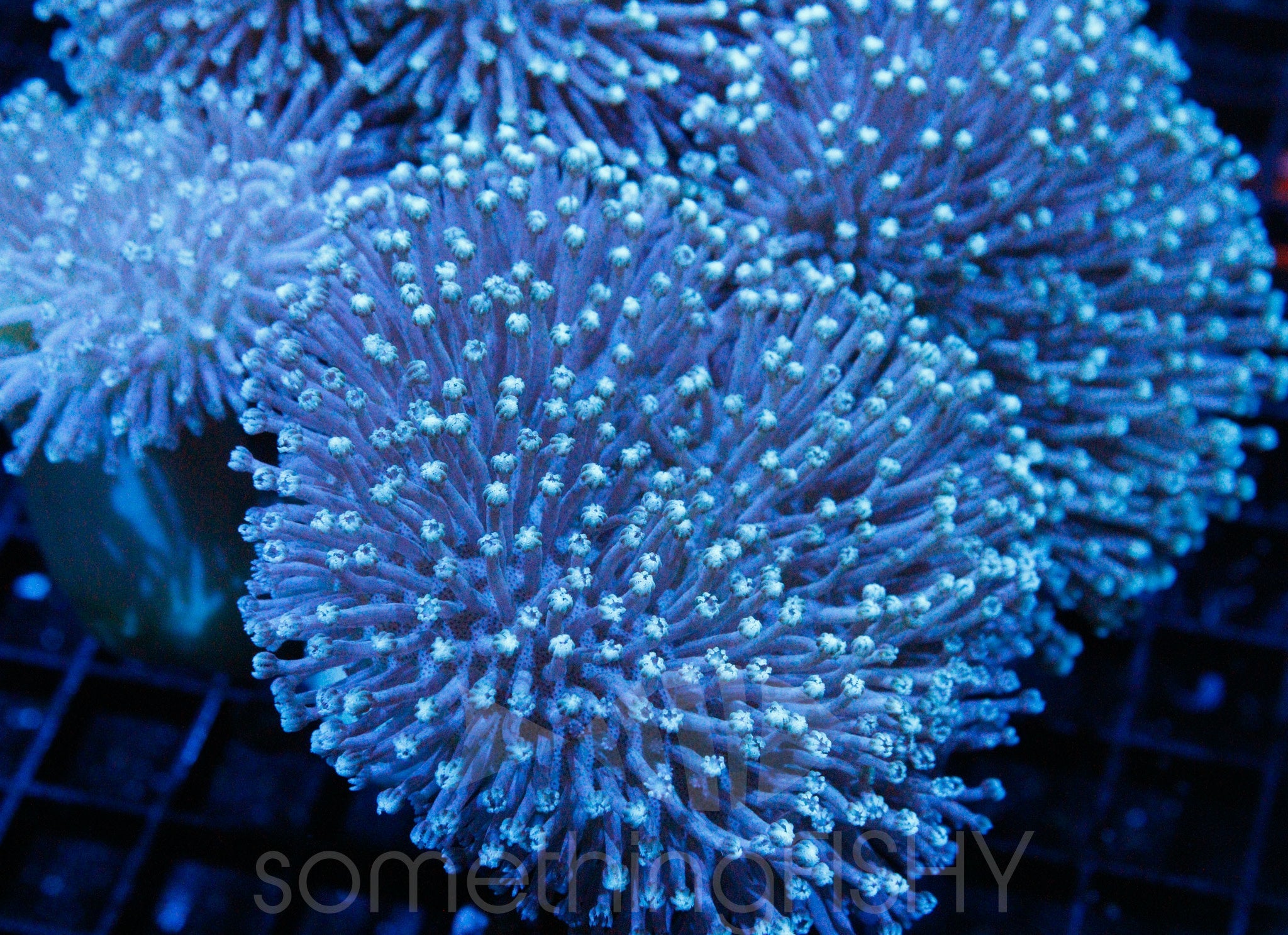 Toadstool Soft Coral – SomethingFishyLLC