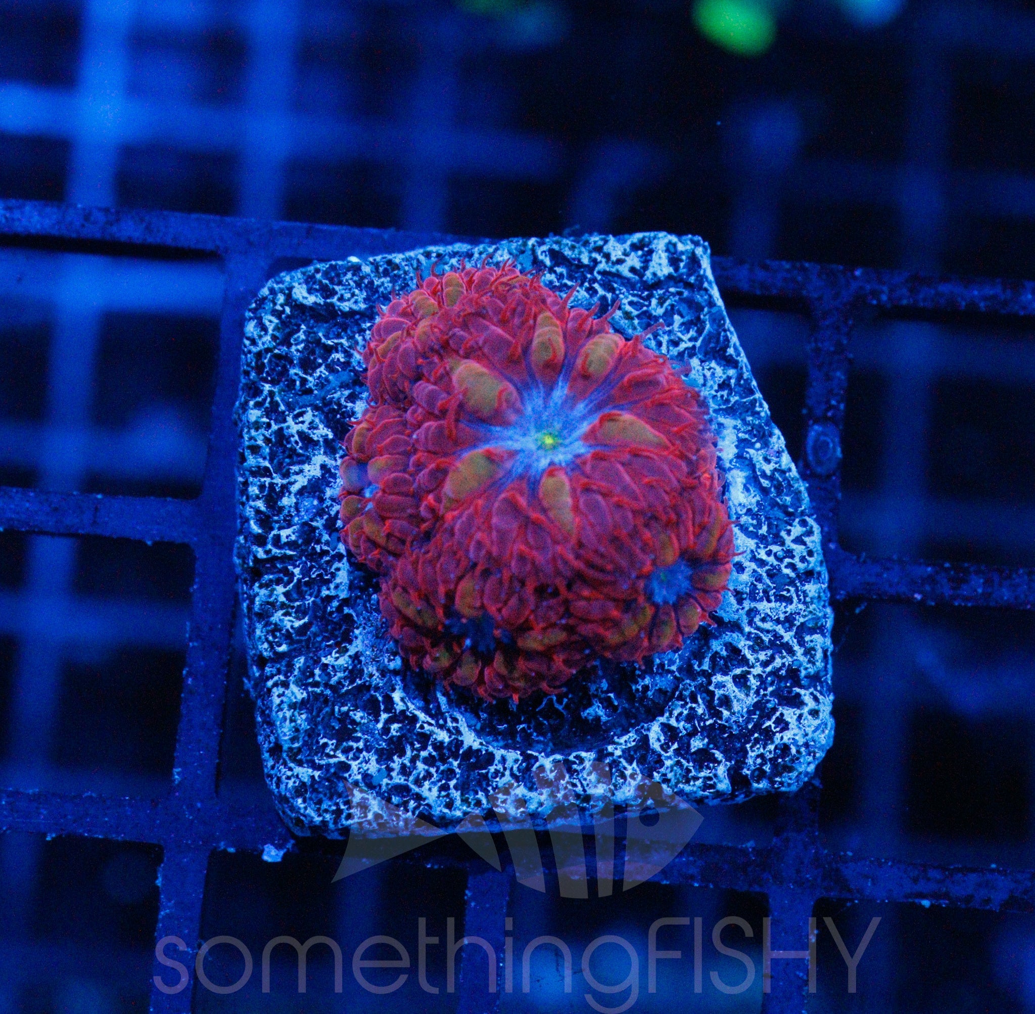 Blue Raven Merletti Blasto – SomethingFishyLLC