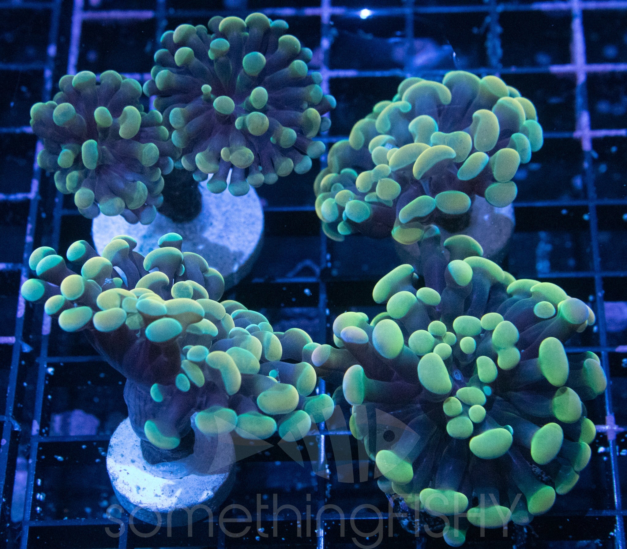 Gold Hammer – SomethingFishyLLC