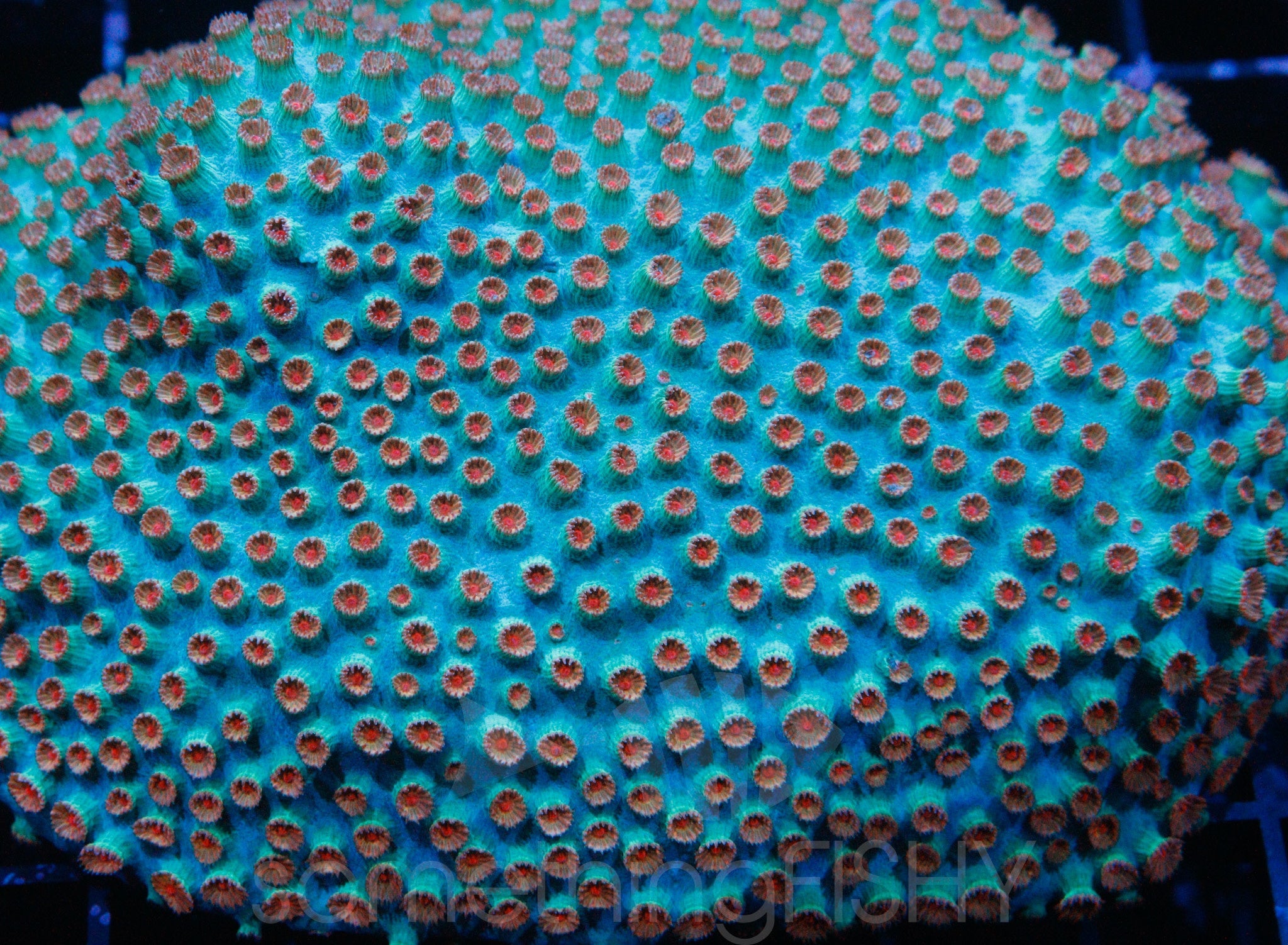 Meteor Shower Cyphastrea – SomethingFishyLLC