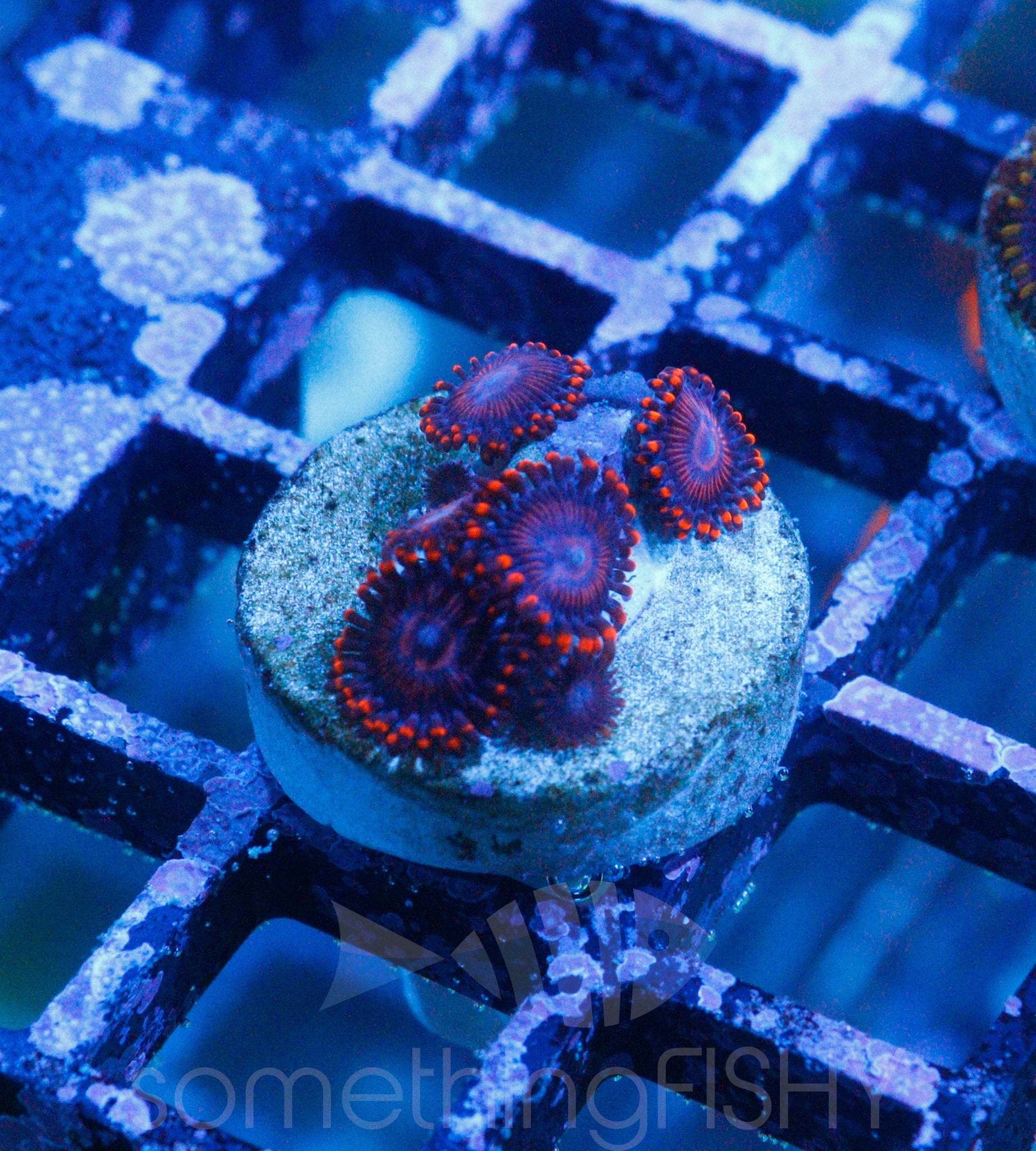 Twizzler Paly/Zoa – SomethingFishyLLC