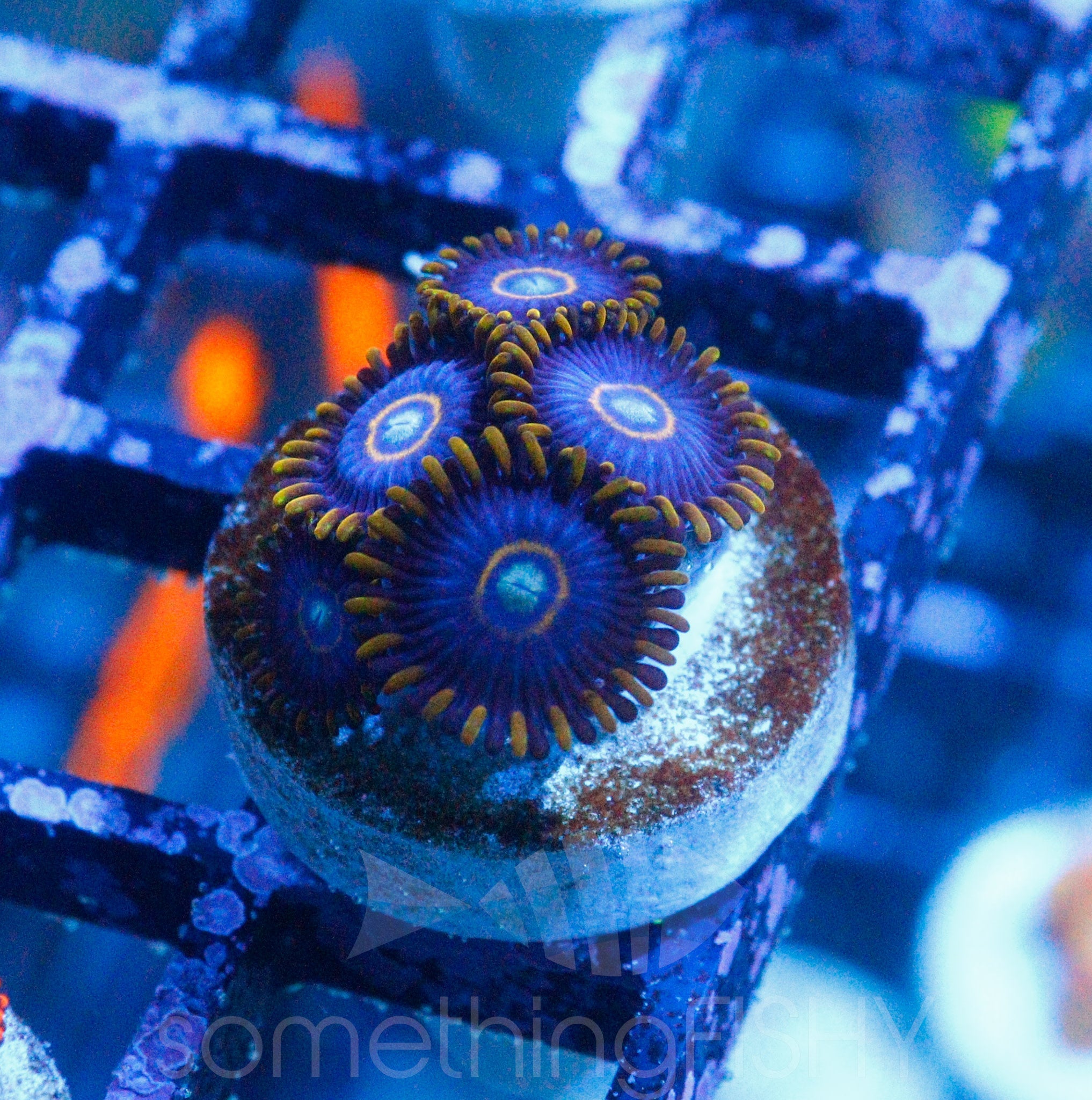 Blue Hornet Paly/Zoa – SomethingFishyLLC