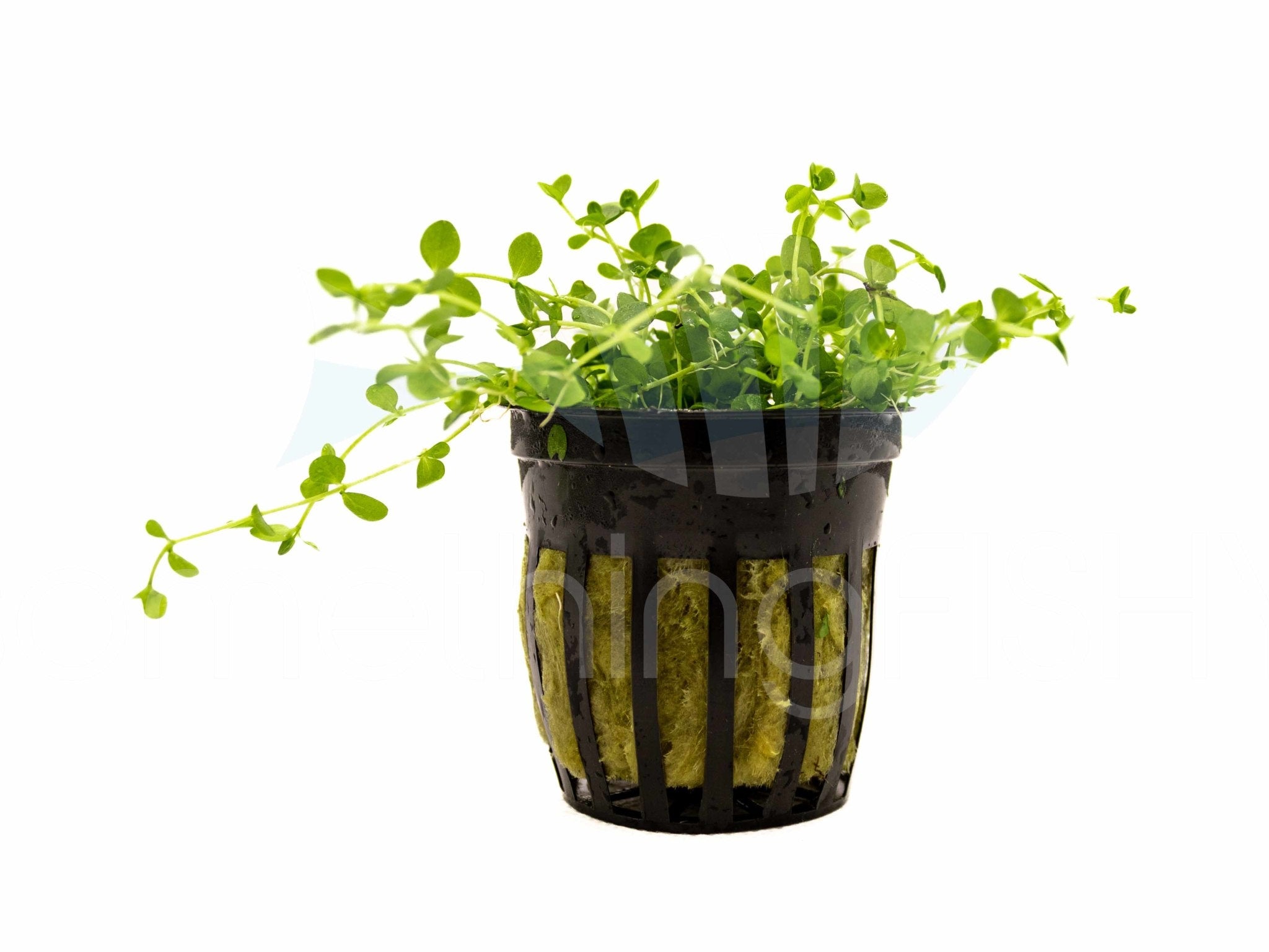 Monte Carlo Plant Pot – SomethingFishyLLC