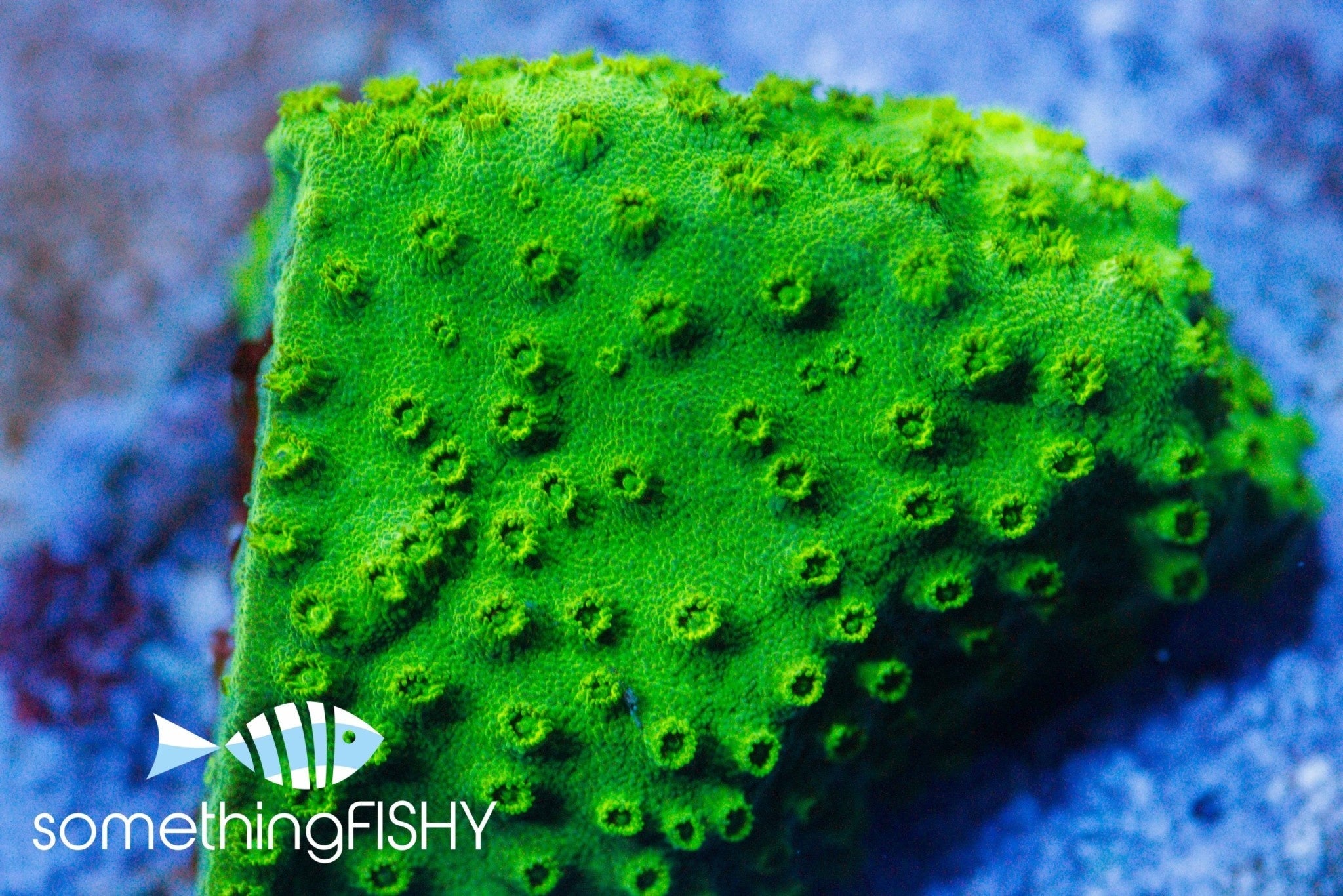 Neon Green Hulk Cyphastrea – SomethingFishyLLC