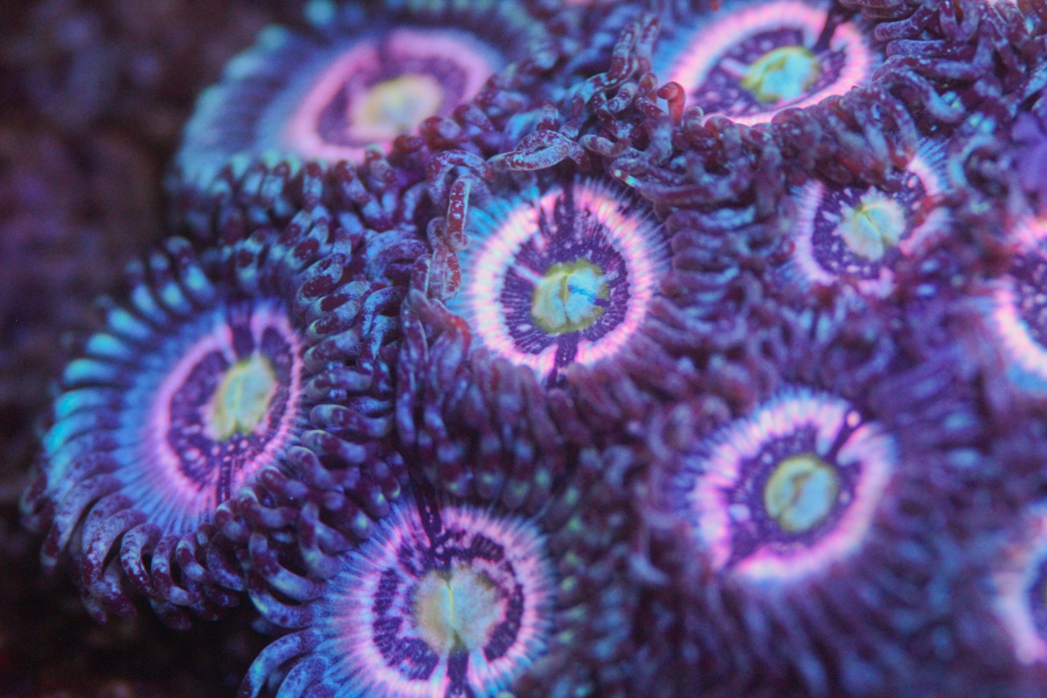 Pink Constellation Paly/Zoa – SomethingFishyLLC