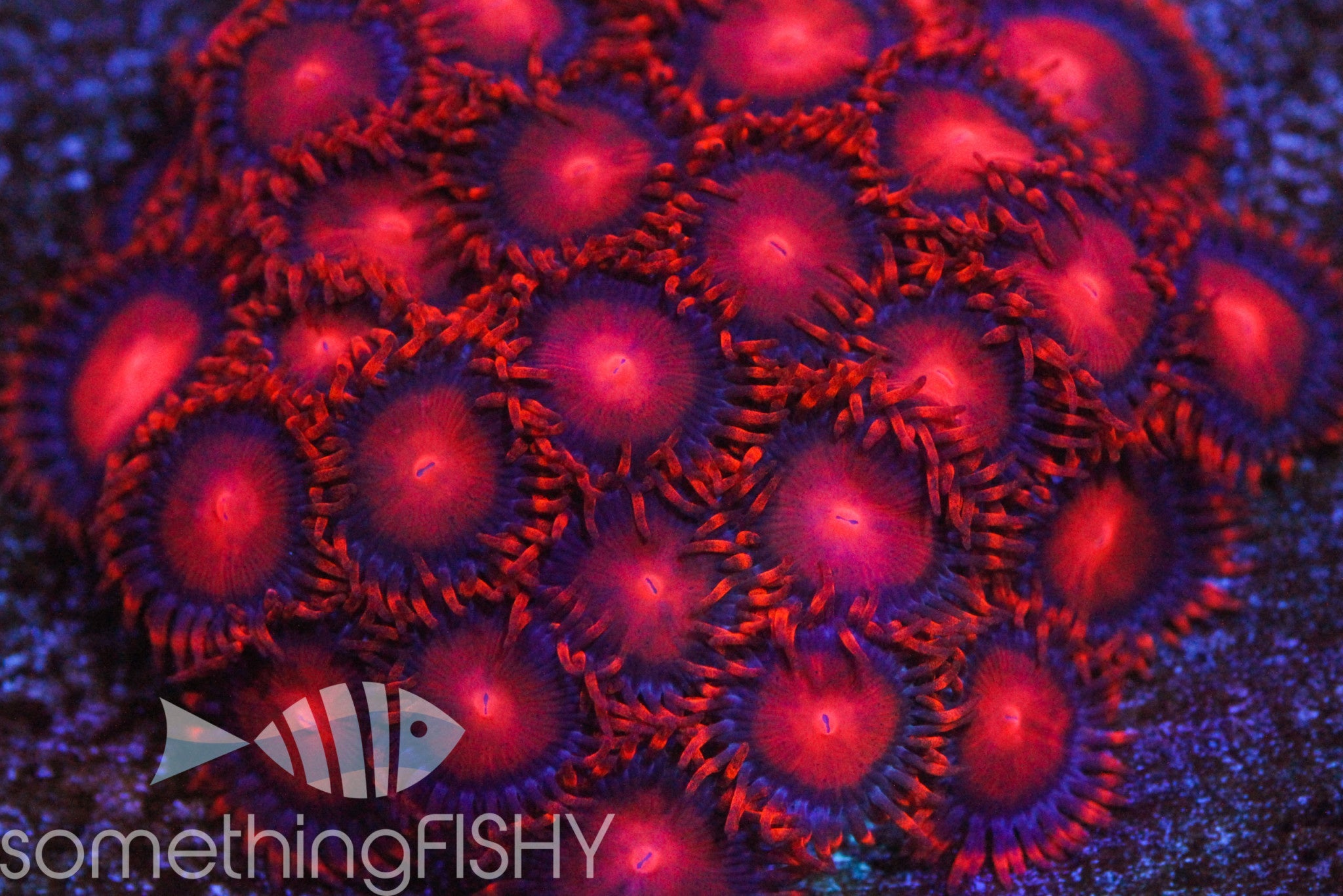 Bam Bam Paly/Zoa – SomethingFishyLLC