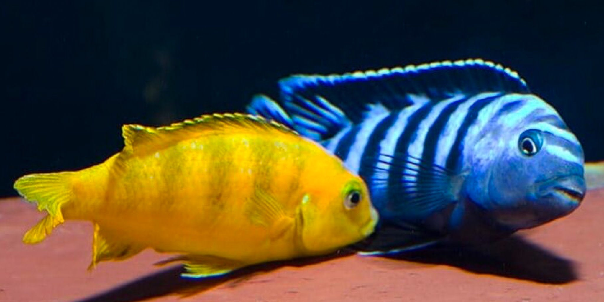 Chindongo Saulosi Cichlid – SomethingFishyLLC