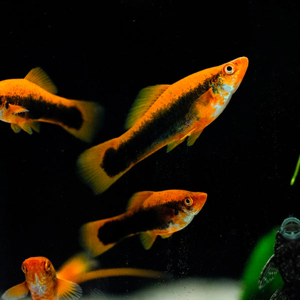 Swordtail – SomethingFishyLLC