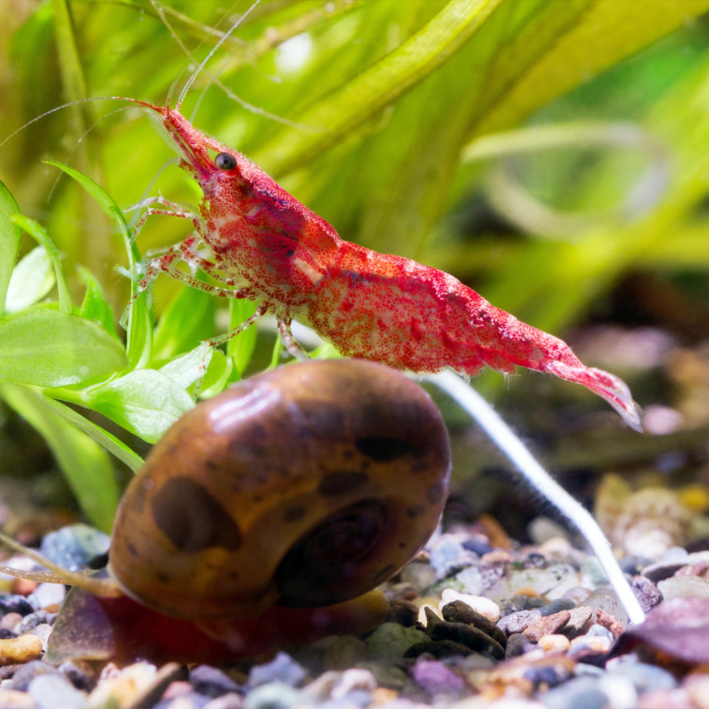 Freshwater Inverts – SomethingFishyLLC