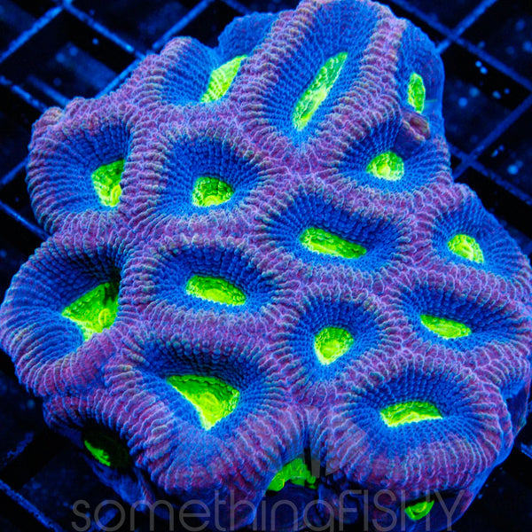 Coral – SomethingFishyLLC