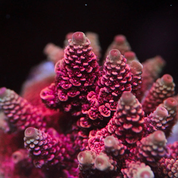 Coral – SomethingFishyLLC