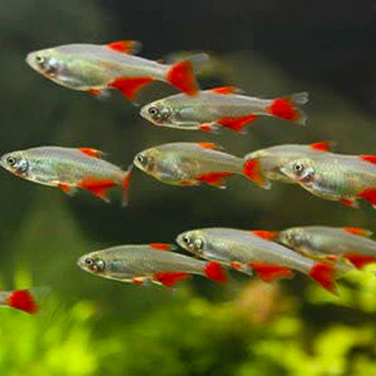 Tetra – SomethingFishyLLC