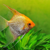 Angelfish – SomethingFishyLLC