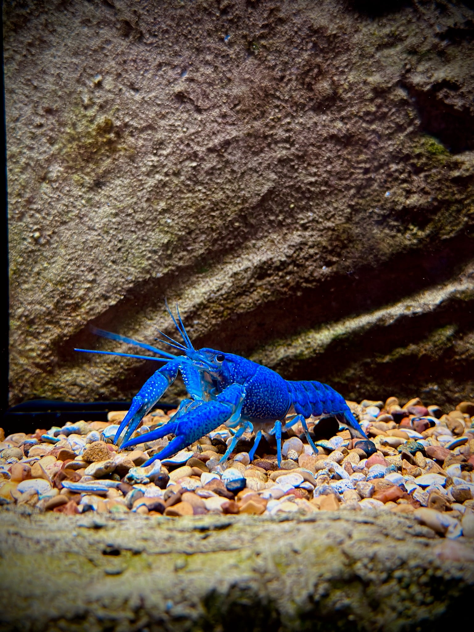 Blue Lobster – SomethingFishyLLC