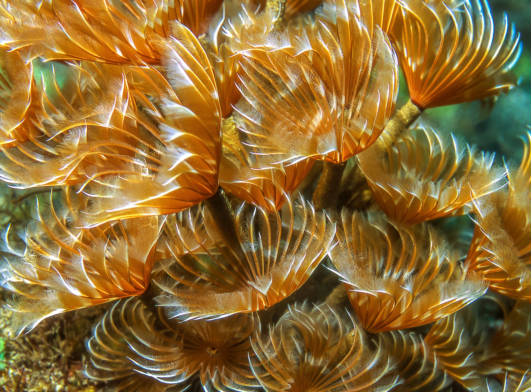 Feather Duster – SomethingFishyLLC