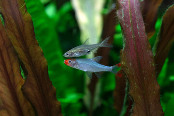 Asian Rummynose Rasbora – SomethingFishyLLC