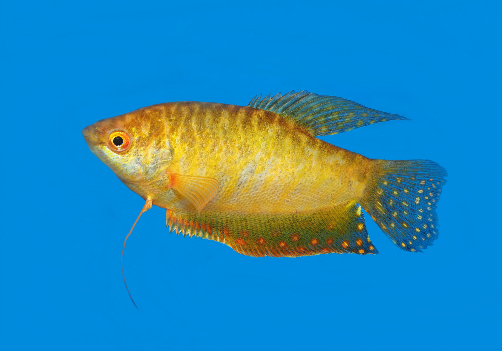 Three Spot Gold Gourami – SomethingFishyLLC