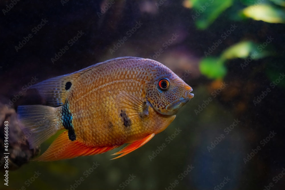 Green Severum – SomethingFishyLLC