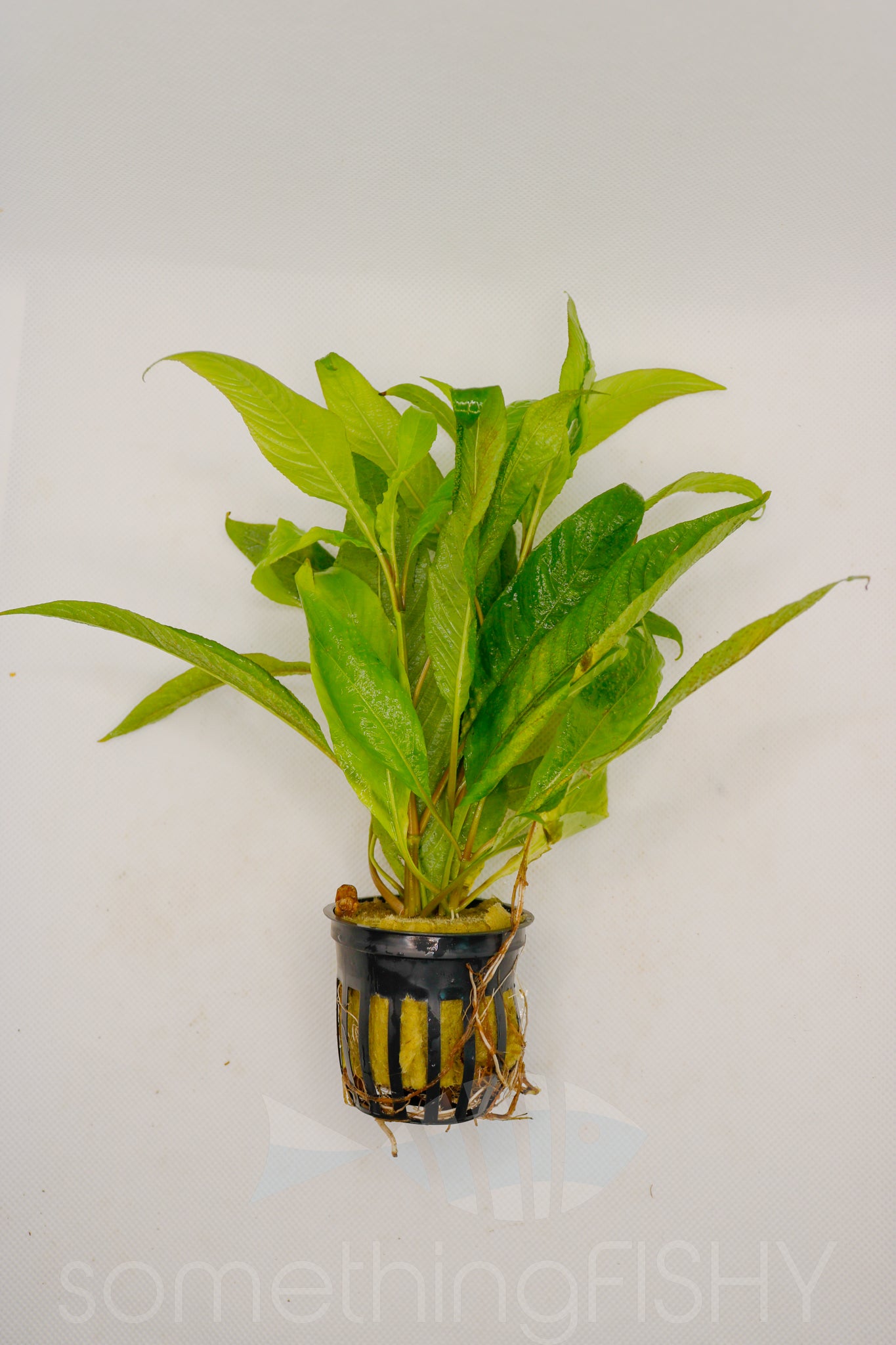 Hygrophila Temple Plant Pot – SomethingFishyLLC
