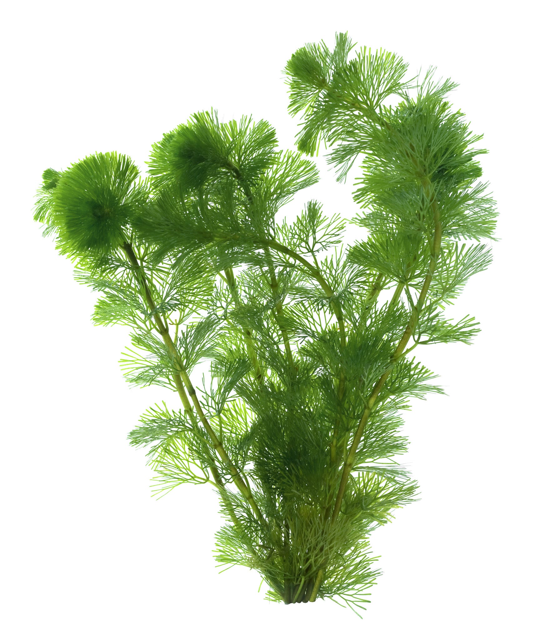 Cabomba Plant – SomethingFishyLLC